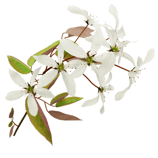 Serviceberry - The Grove 3D Trees