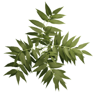 Ash - The Grove 3D Trees