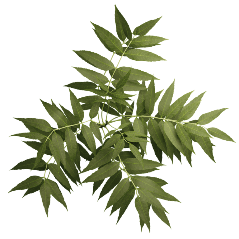 Ash - The Grove 3D Trees