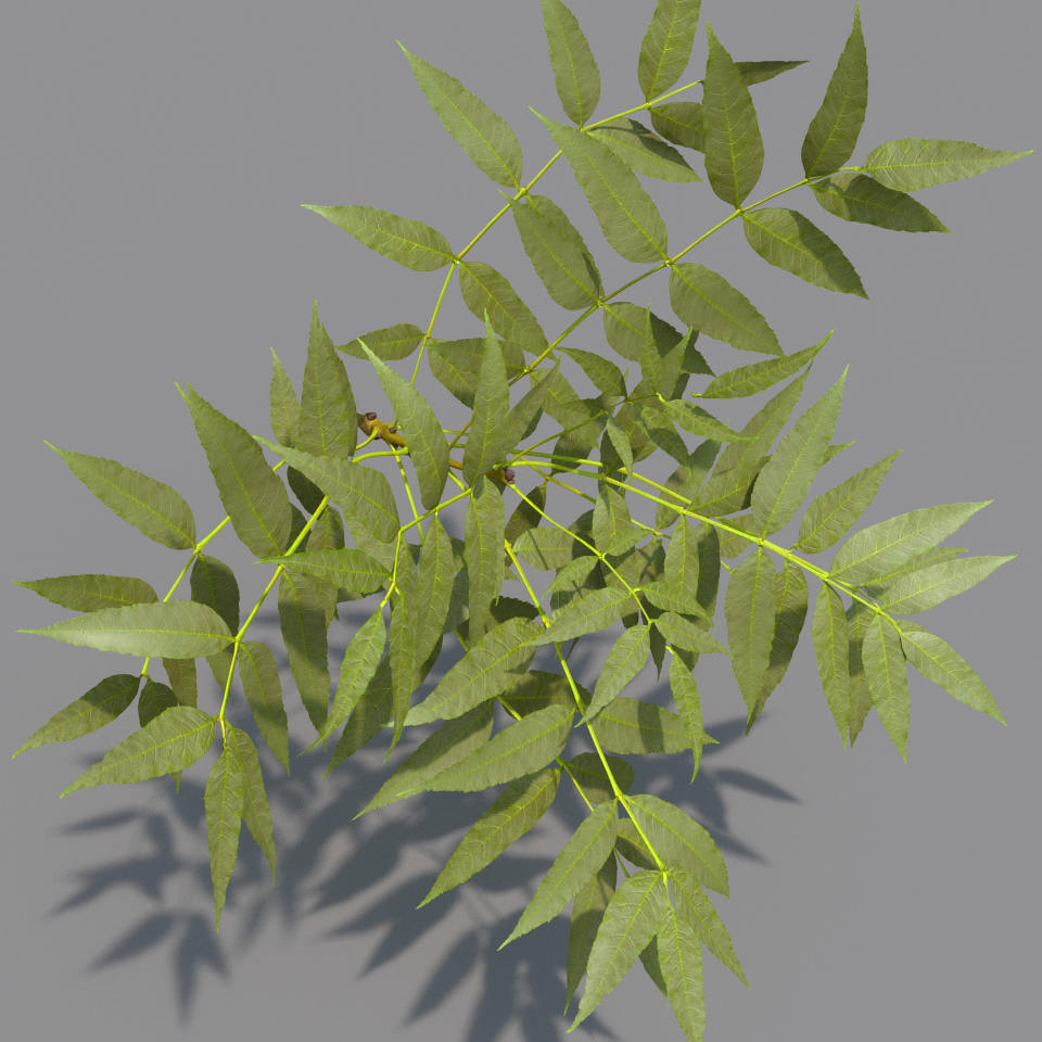 Ash - The Grove 3D Trees