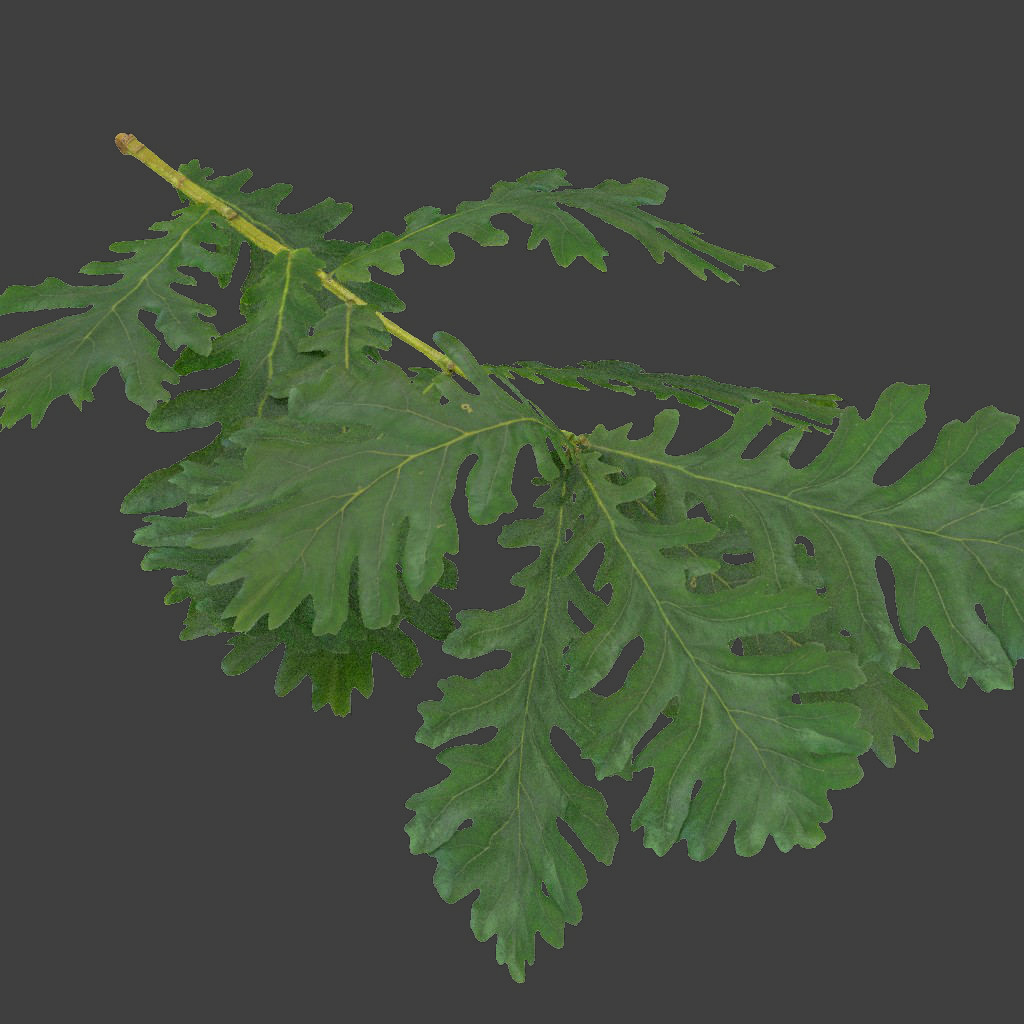 Hungarian Oak - The Grove 3D Trees