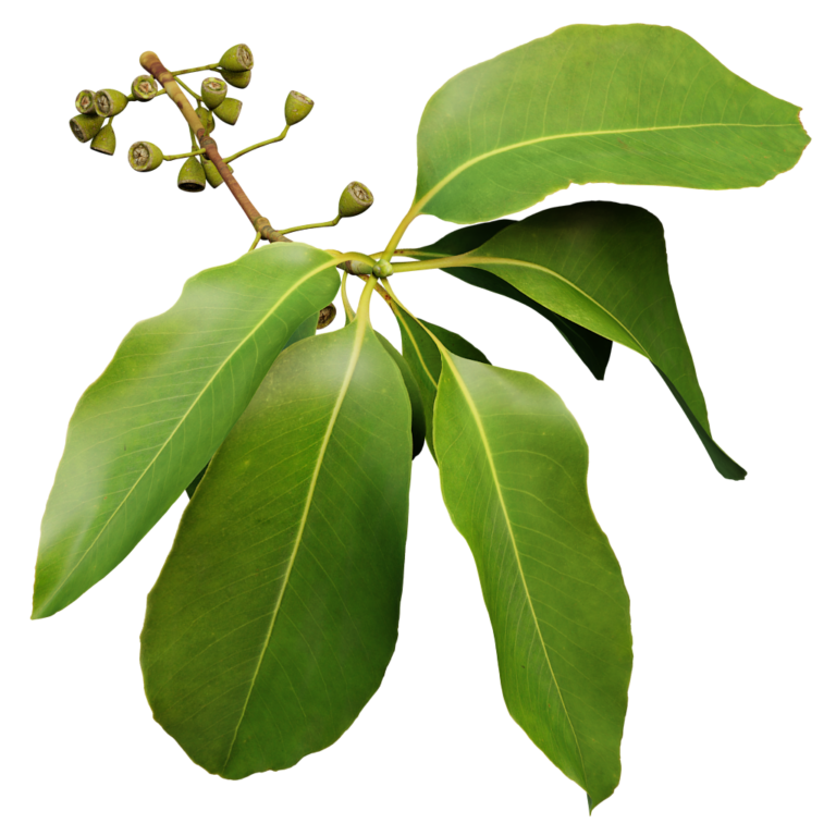 Brush box - The Grove