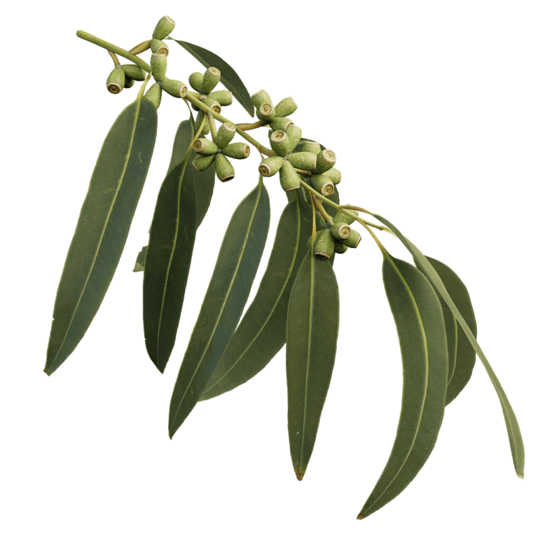 Learn how to create and use 3D twig models - The Grove