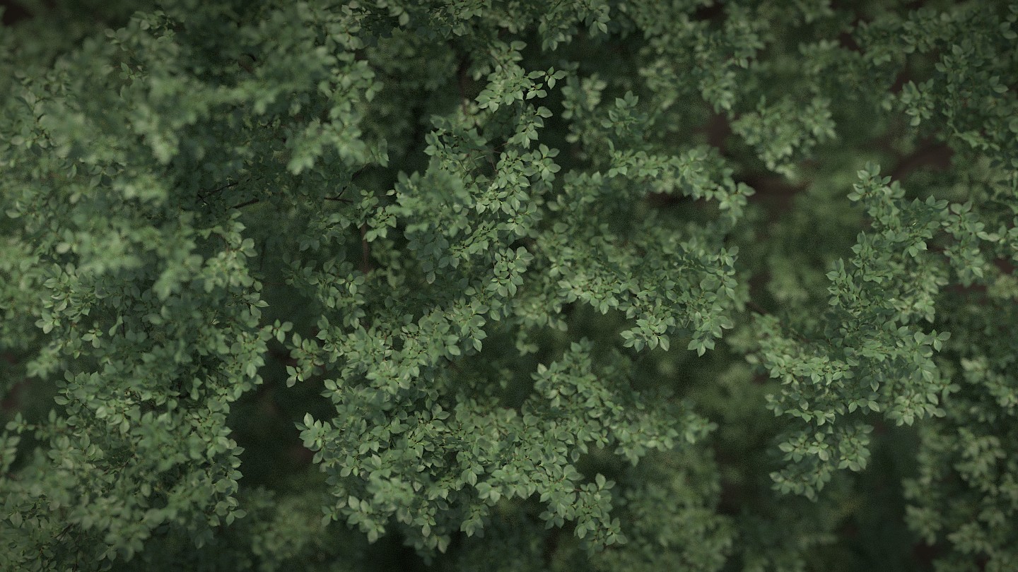 Field elm - The Grove