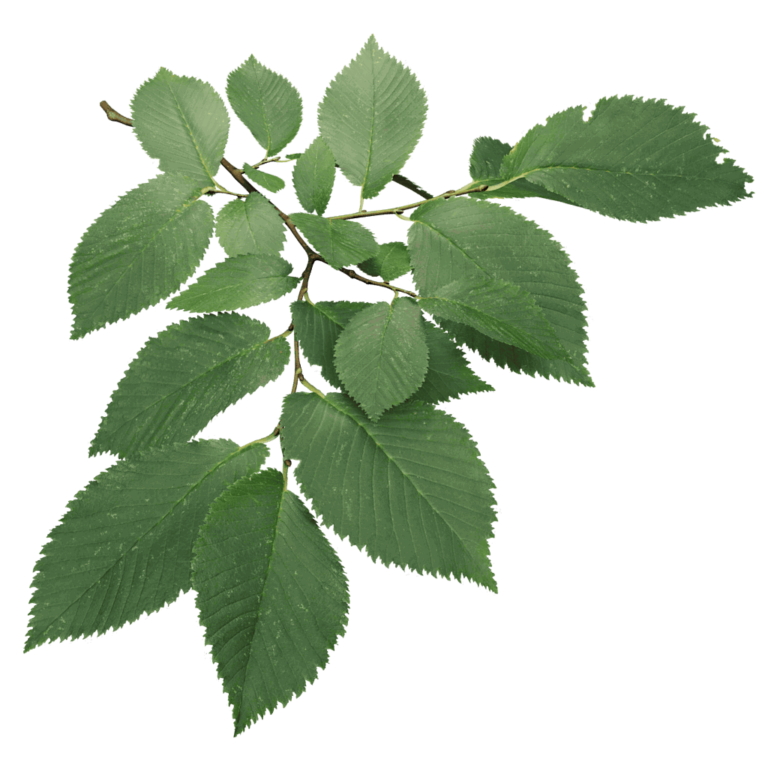 Field elm - The Grove