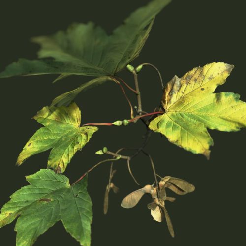 3D Tree Growing Software - The Grove