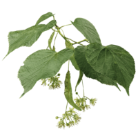 Common linden - The Grove