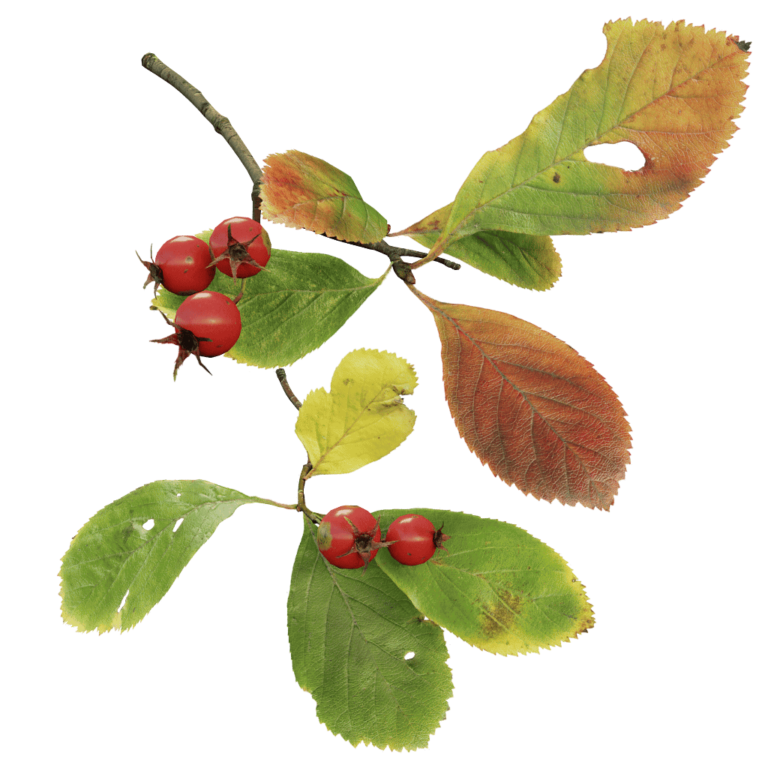 Cockspur hawthorn - The Grove