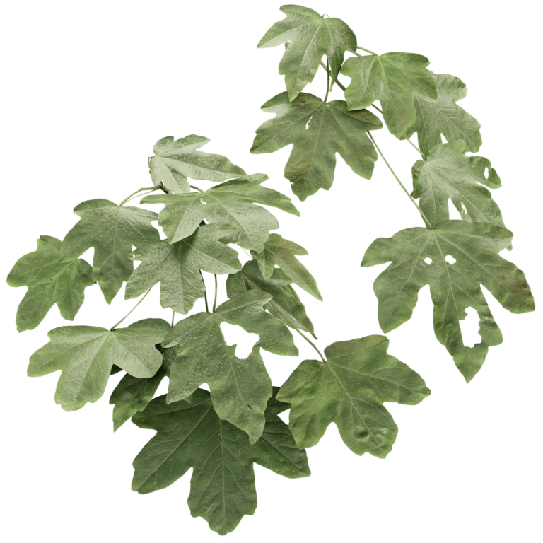 Field maple - The Grove