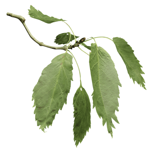 One-leaved ash - The Grove