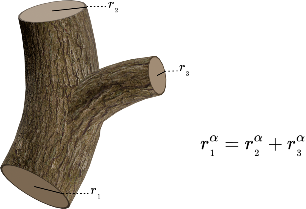 Da Vinci's rule of trees - The Grove